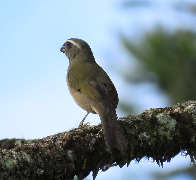 Foto bico-grosso (Saltator maxillosus) Por Rita Bevilaqua | Wiki Aves ...