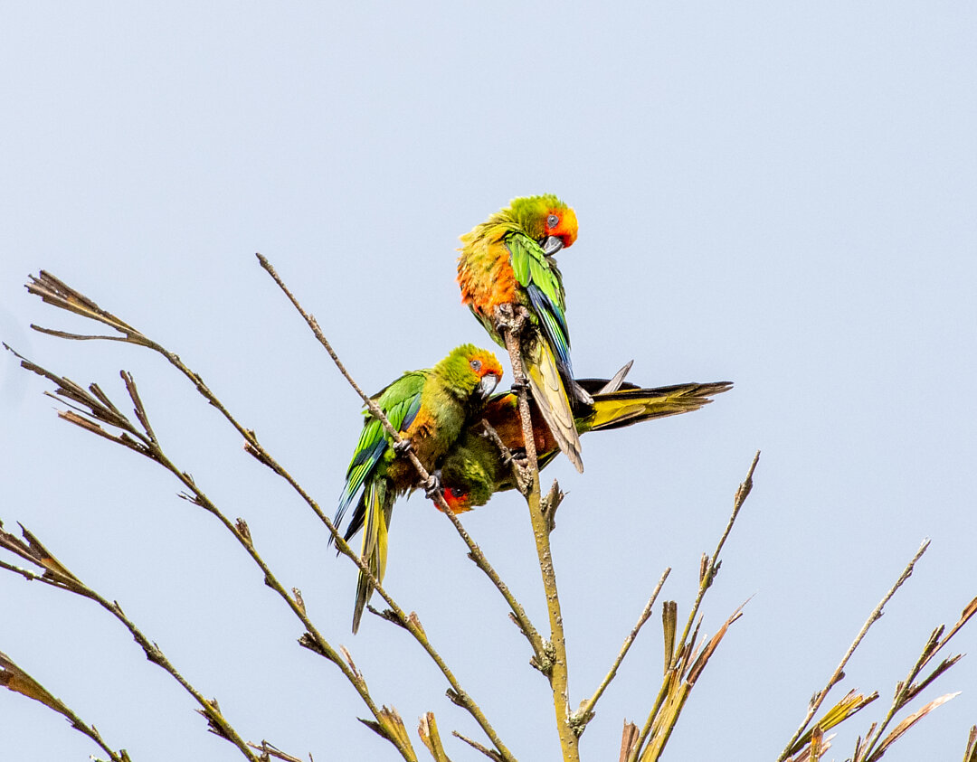 Foto jandaia-de-testa-vermelha (Aratinga auricapillus) Por Thiago ...
