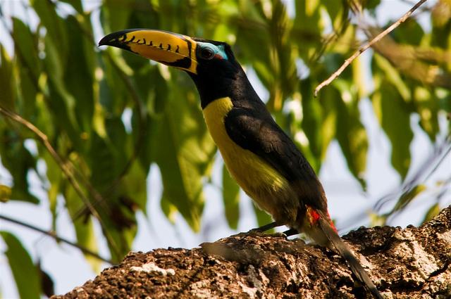Foto araçari-de-bico-riscado (Pteroglossus inscriptus) Por Marcos ...