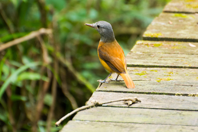 Foto capitão-de-saíra (Attila rufus) Por Jean Jr Barcik | Wiki Aves - A ...