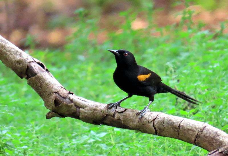 Foto encontro (Icterus pyrrhopterus) Por Vanildo Cesar Muzi | Wiki Aves ...