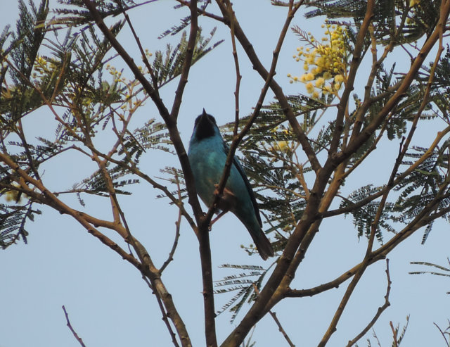 Foto saí-azul (Dacnis cayana) Por Ives Vergara | Wiki Aves - A ...