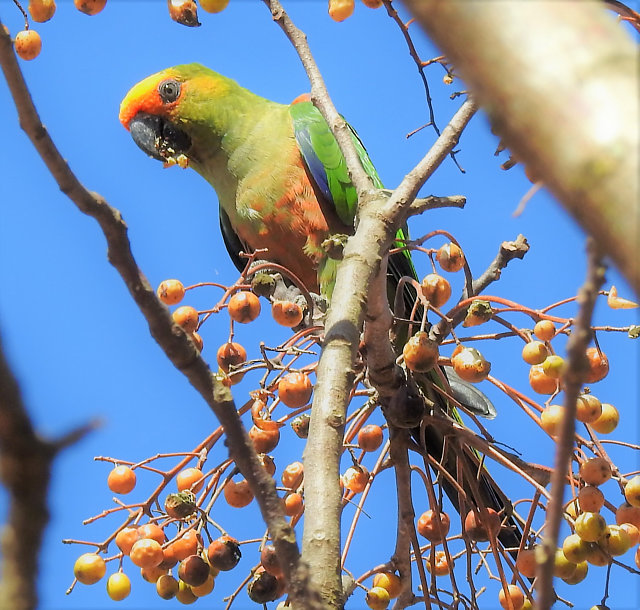 Foto jandaia-de-testa-vermelha (Aratinga auricapillus) Por Gilberto ...