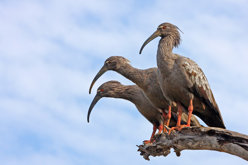 Foto curicaca-real (Theristicus caerulescens) Por Cassiano Zaparoli ...