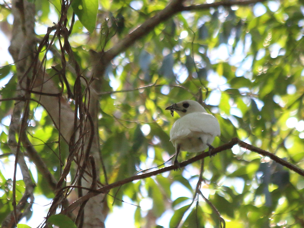 Foto araponga-da-amazônia (Procnias albus) Por Robson O. | Wiki Aves ...