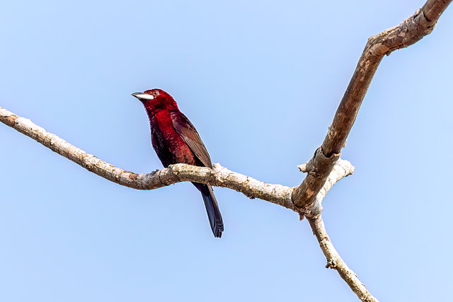 Foto pipira-vermelha (Ramphocelus carbo) Por Mario Polidoro | Wiki Aves ...