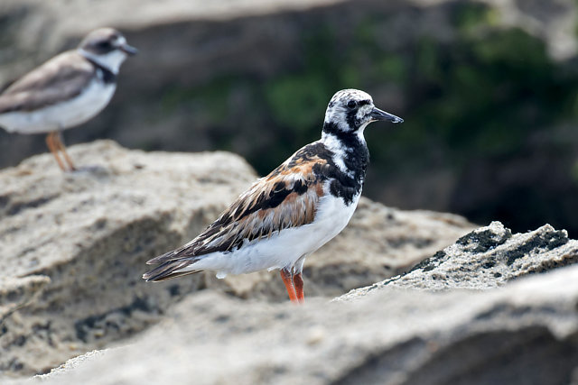 Foto vira-pedras (Arenaria interpres) Por Marcelo Luiz Quirino | Wiki ...