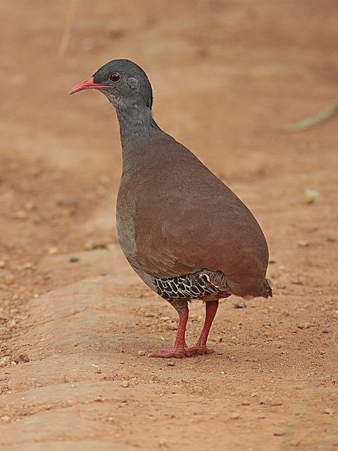 Foto inhambu-chororó (Crypturellus parvirostris) Por Zé Maria | Wiki ...