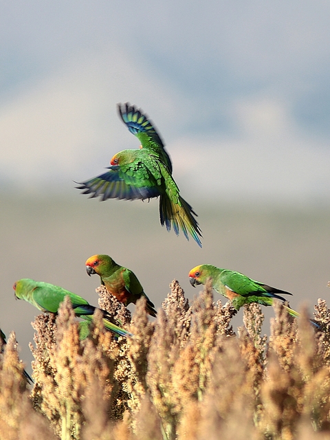 Foto jandaia-de-testa-vermelha (Aratinga auricapillus) Por Zé Maria ...