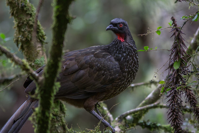 Foto jacuguaçu (Penelope obscura) Por Fernando Farias | Wiki Aves - A ...