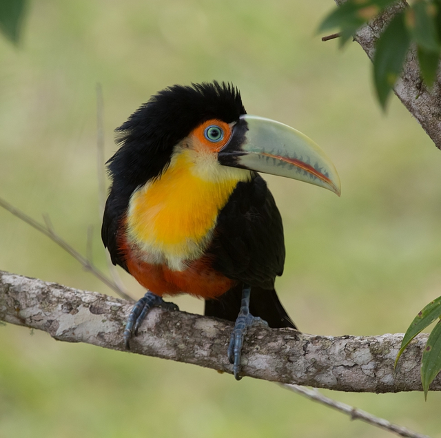 Foto tucano-de-bico-verde (Ramphastos dicolorus) Por Luiz Damasceno ...
