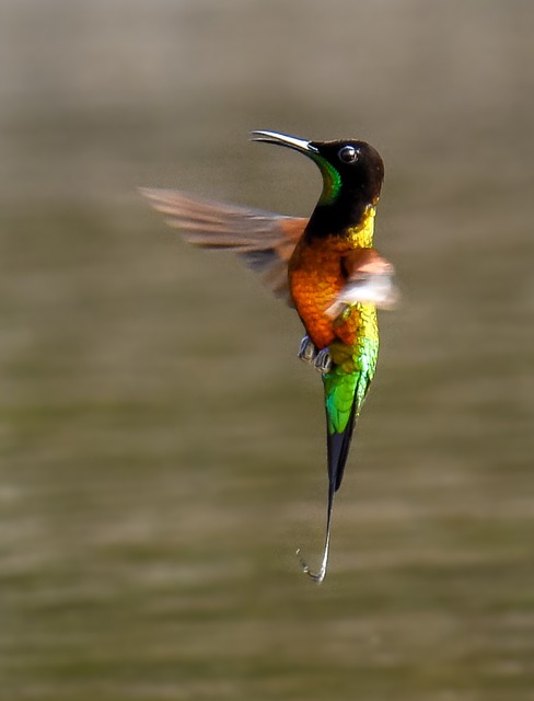 Foto topázio-de-fogo (Topaza pyra) Por Roseanne Almeida | Wiki Aves - A ...