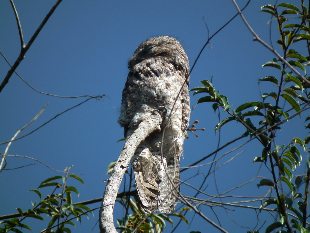 Foto urutau-grande (Nyctibius grandis) Por Eliana Moura | Wiki Aves - A ...