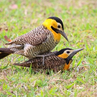 pica-pau-do-campo (Colaptes campestris) | WikiAves - A Enciclopédia das ...