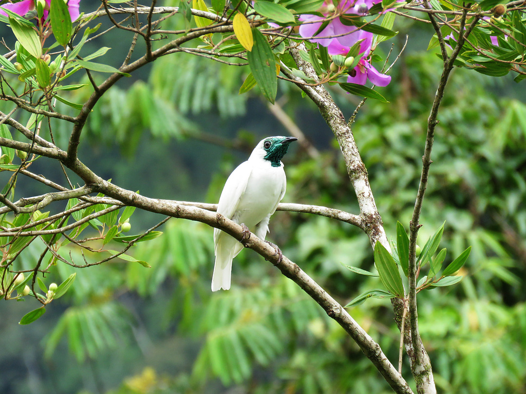 Foto araponga (Procnias nudicollis) Por Cayo Môra | Wiki Aves - A ...