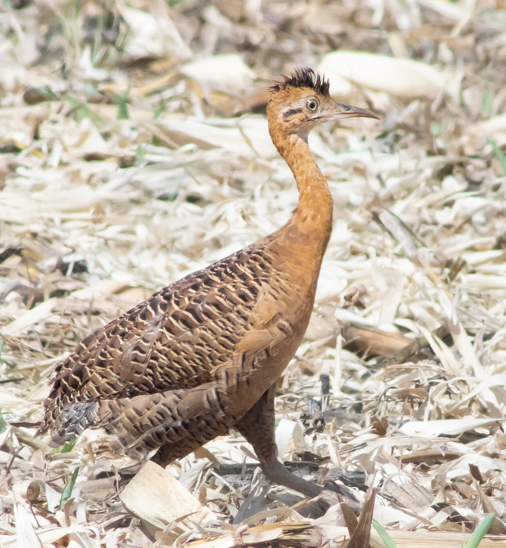 Foto perdiz (Rhynchotus rufescens) Por Eduardo Borges | Wiki Aves - A ...
