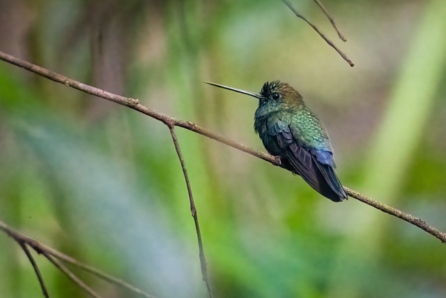 bico-de-lança (Doryfera johannae) | WikiAves - A Enciclopédia das Aves ...