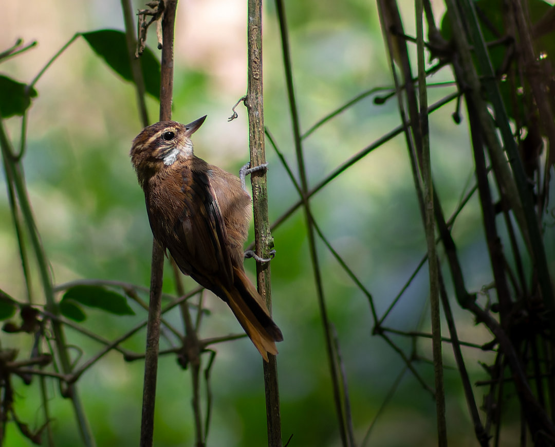 Foto bico-virado-miúdo (Xenops minutus) Por Enéas G. Junior | Wiki Aves - A Enciclopédia das ...