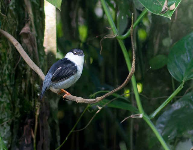 Foto rendeira (Manacus manacus) Por Enéas G. Junior | Wiki Aves - A ...