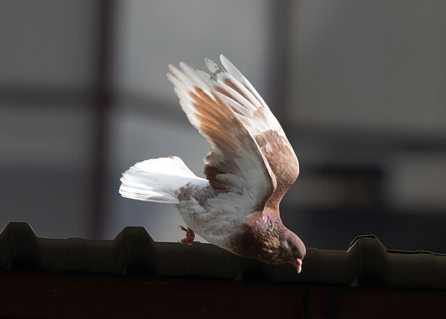 Foto pombo-doméstico (Columba livia) Por Silvia Faustino Linhares ...