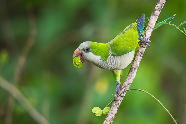 caturrita (Myiopsitta monachus) | WikiAves - A Enciclopédia das Aves do ...