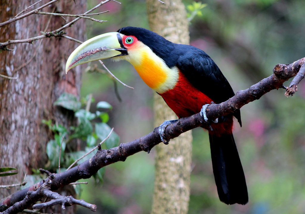 Foto tucano-de-bico-verde (Ramphastos dicolorus) Por Vagner Bordin ...