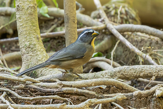 Foto bico-grosso (Saltator maxillosus) Por Adriano Gonçalves 2 | Wiki ...