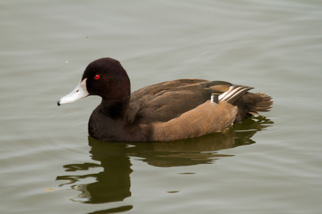 Foto paturi-preta (Netta erythrophthalma) Por Lucas Barros | Wiki Aves ...
