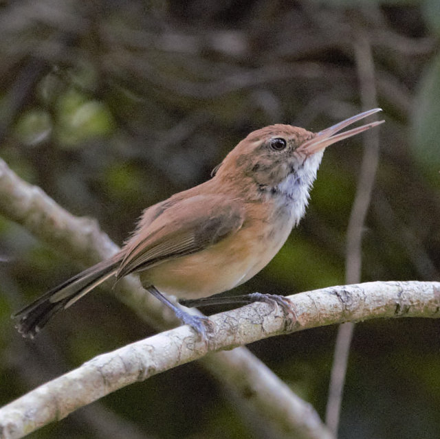 Foto chirito (Ramphocaenus melanurus) Por Cristiane Homsi | Wiki Aves ...