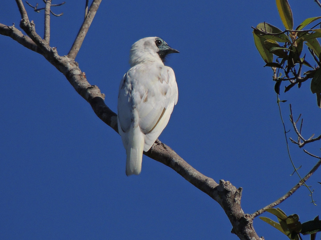 Foto araponga (Procnias nudicollis) Por Fábio Monte | Wiki Aves - A ...