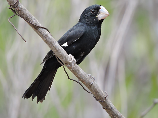 Foto bicudo (Sporophila maximiliani) Por Diego B.S Gomes | Wiki Aves ...