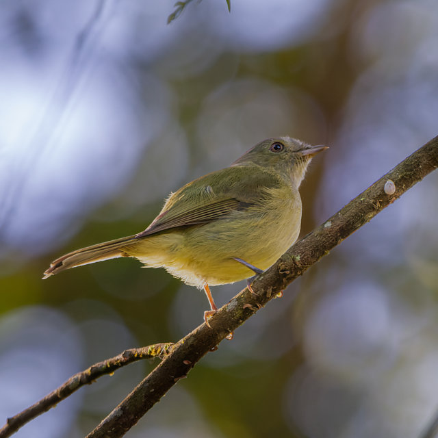 Foto fruxu (Neopelma chrysolophum) Por Gabriel I. Pereira | Wiki Aves ...