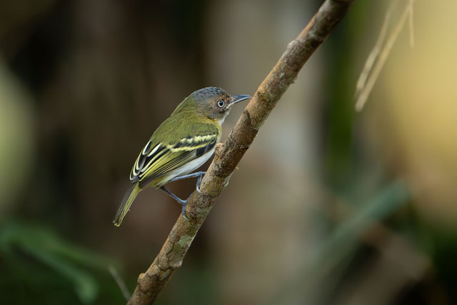 Foto maria-do-madeira (Poecilotriccus senex) Por Hiram Pereira | Wiki ...
