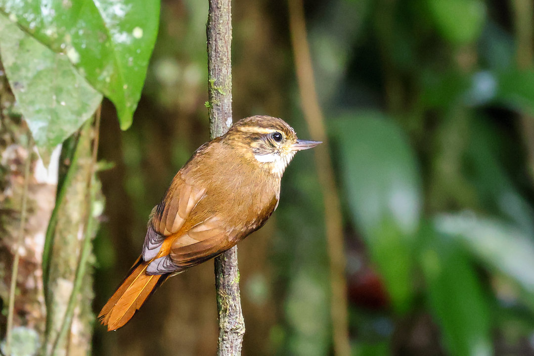 Foto bico-virado-miúdo (Xenops minutus) Por Rodrigo C. Barbosa | Wiki Aves - A Enciclopédia das ...