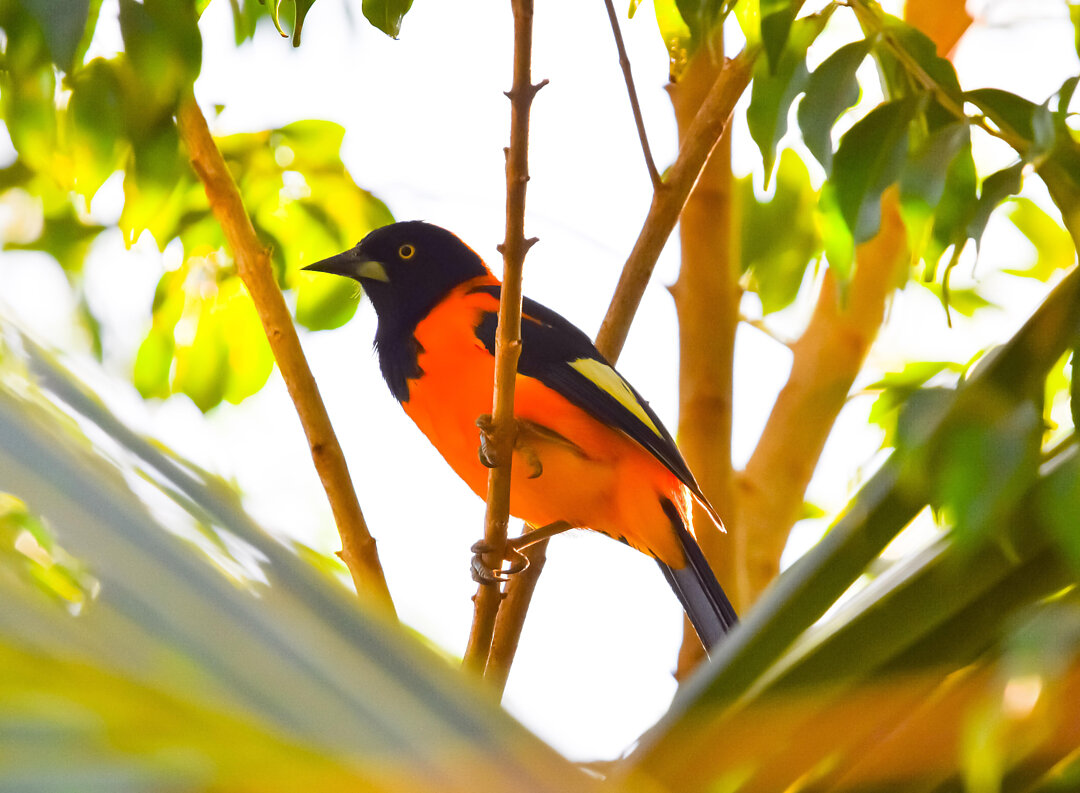 Foto corrupião (Icterus jamacaii) Por Ferdinando Delgado | Wiki Aves ...