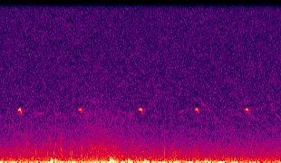 Som codorna-carapé (Taoniscus nanus) Por Fernando Flores | Wiki Aves ...