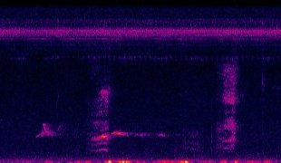 Som perdiz (Rhynchotus rufescens) Por Raul Pommer (Guia) | Wiki Aves ...