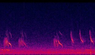 Som andorinha-cubana (Progne cryptoleuca) Por Gabriel Leite | Wiki Aves ...