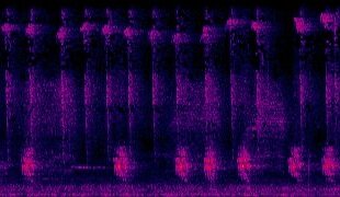 Som choró-boi (Taraba major) Por Victor D. Oliveira | Wiki Aves - A ...