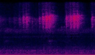 Som araponga-do-horto (Oxyruncus cristatus) Por Victor Hugo Rebecchi ...