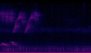 Som bico-de-pimenta (Saltator fuliginosus) Por Victor Hugo Rebecchi ...