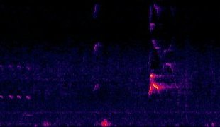 Som bem-te-vi-pirata (Legatus leucophaius) Por Ives Vergara | Wiki Aves ...