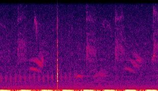 Som choró-boi (Taraba major) Por Daniel Blamires | Wiki Aves - A ...