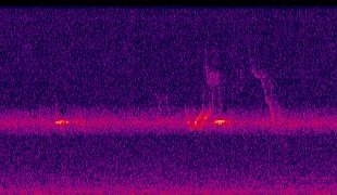 Som codorna-carapé (Taoniscus nanus) Por Renan Betzel | Wiki Aves - A ...