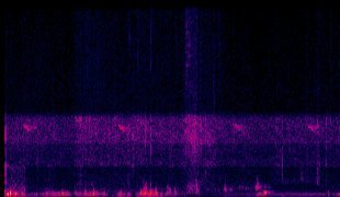 Som codorna-carapé (Taoniscus nanus) Por Ciro Albano | Wiki Aves - A ...
