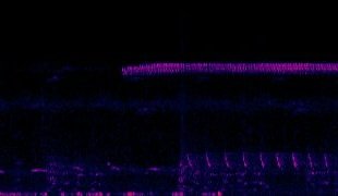 Som jacupiranga (Penelope pileata) Por Ives Vergara | Wiki Aves - A ...