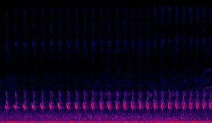 Som choró-boi (Taraba major) Por Herbert Dittmar | Wiki Aves - A ...