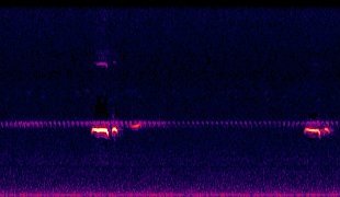 Som codorna-carapé (Taoniscus nanus) Por Luíz Alberto Santos (Pompéu ...