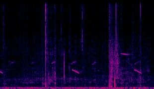 Som meia-lua-do-cerrado (Melanopareia torquata) Por Ives Vergara | Wiki ...