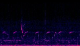 Som patativa (Sporophila plumbea) Por Ives Vergara | Wiki Aves - A ...